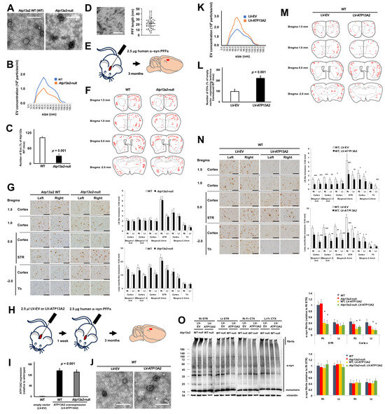 Altered ATP13A2/PARK9 Levels Influence α-Synuclein Accumulation in ...
