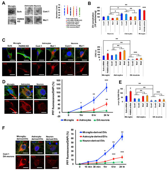 Altered ATP13A2/PARK9 Levels Influence α-Synuclein Accumulation in ...