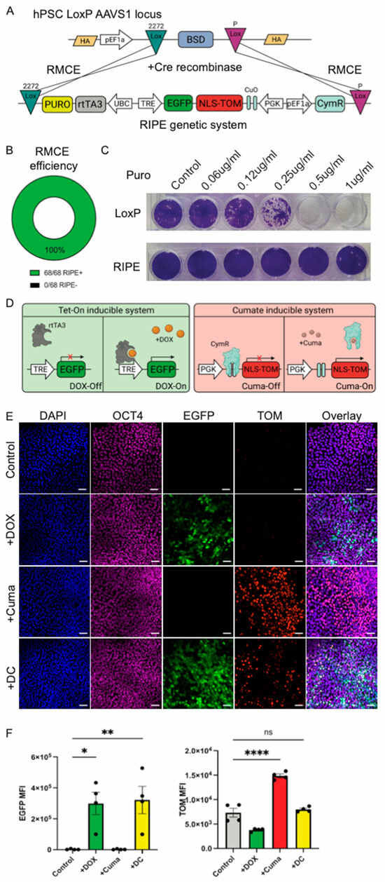 A Recombinase-Mediated Cassette Exchange Platform for a Triple ...