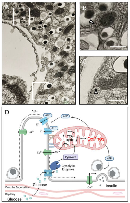 Subcellular Compartmentalization of Glucose Mediated Insulin Secretion