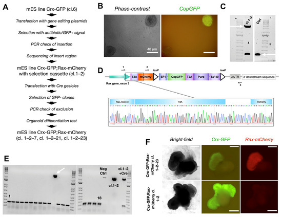 Generation of a Double Reporter mES Cell Line to Simultaneously Trace ...
