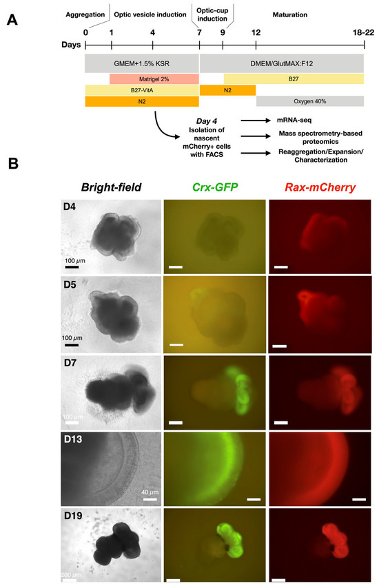 Generation of a Double Reporter mES Cell Line to Simultaneously Trace ...