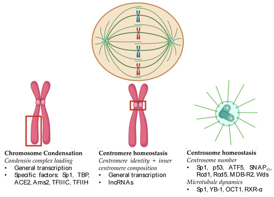 Emerging Roles for Transcription Factors During Mitosis