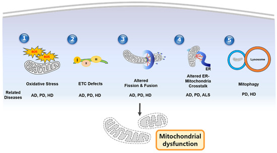 Mitochondrial Dysfunction in Neurodegenerative Diseases