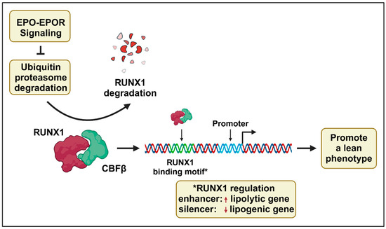 The Role of Erythropoietin in Metabolic Regulation