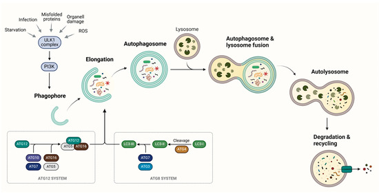 Autophagy in Tissue Repair and Regeneration