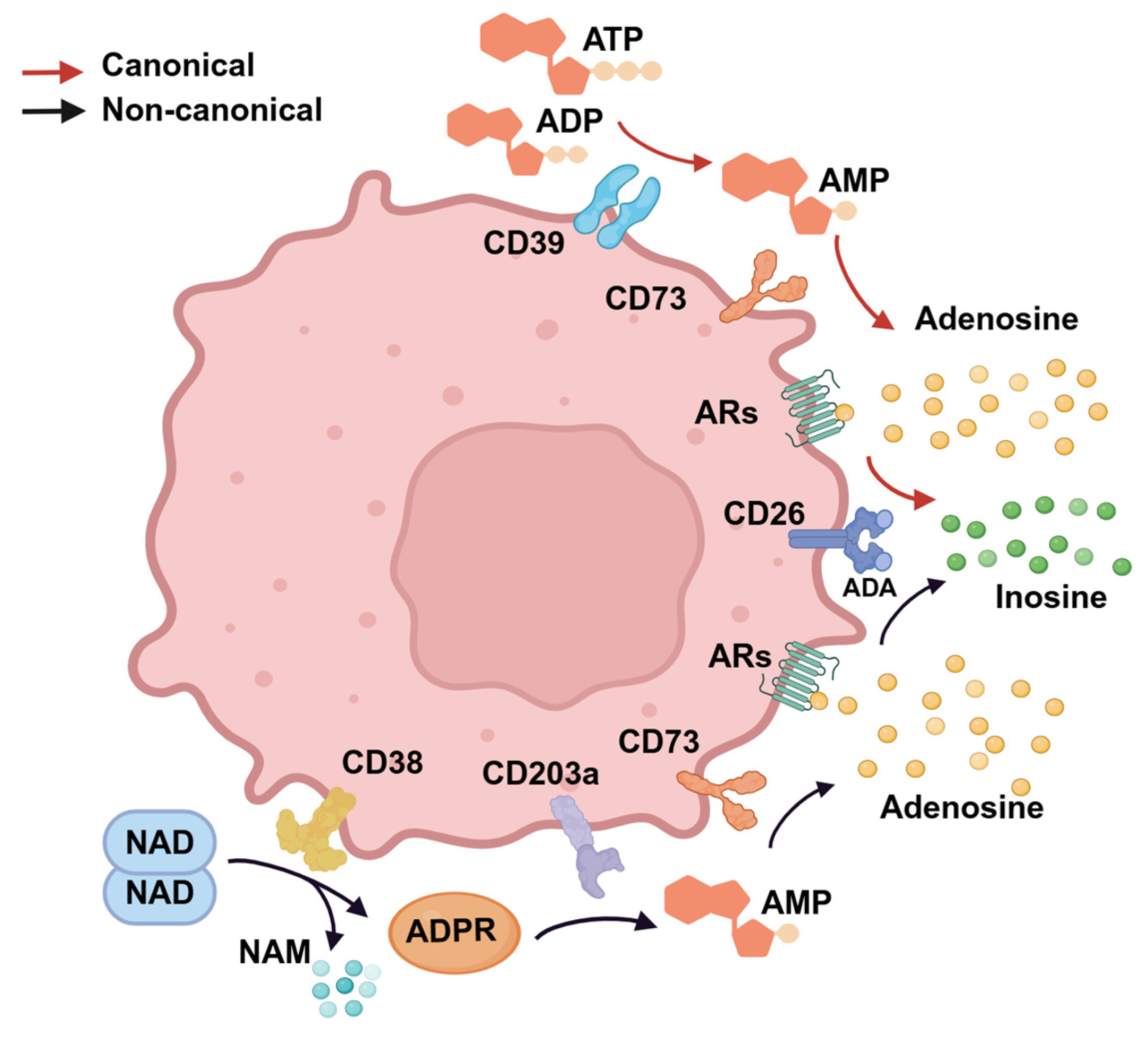 The CD39/CD73/Adenosine and NAD/CD38/CD203a/CD73 Axis in Cutaneous T-Cell Lymphomas