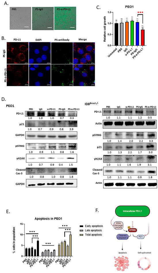 A Critical Role of Intracellular PD-L1 in Promoting Ovarian Cancer ...