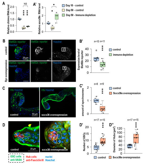 Role of Hemocytes in the Aging of Drosophila Male Germline