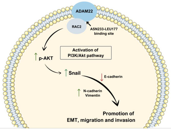 The Role of RAC2 and PTTG1 in Cancer Biology