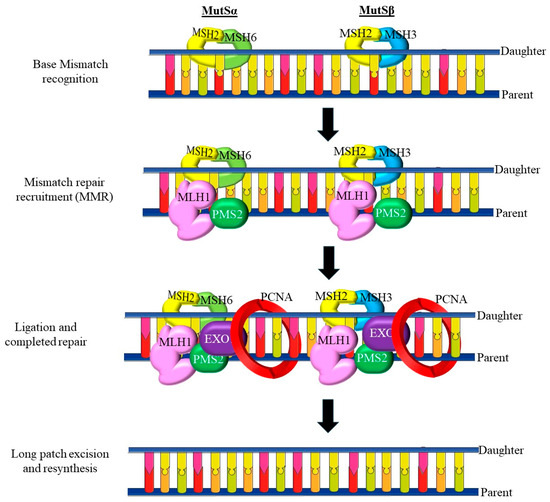 The Histomorphology to Molecular Transition: Exploring the Genomic ...