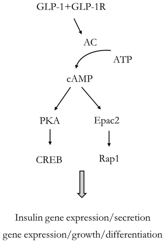 Insights into the Roles of GLP-1, DPP-4, and SGLT2 at the Crossroads of ...