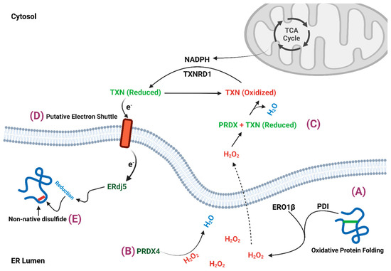 Breaking the Feedback Loop of β-Cell Failure: Insight into the ...