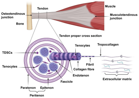 Biomaterial Properties and Differentiation Strategies for Tenogenic ...