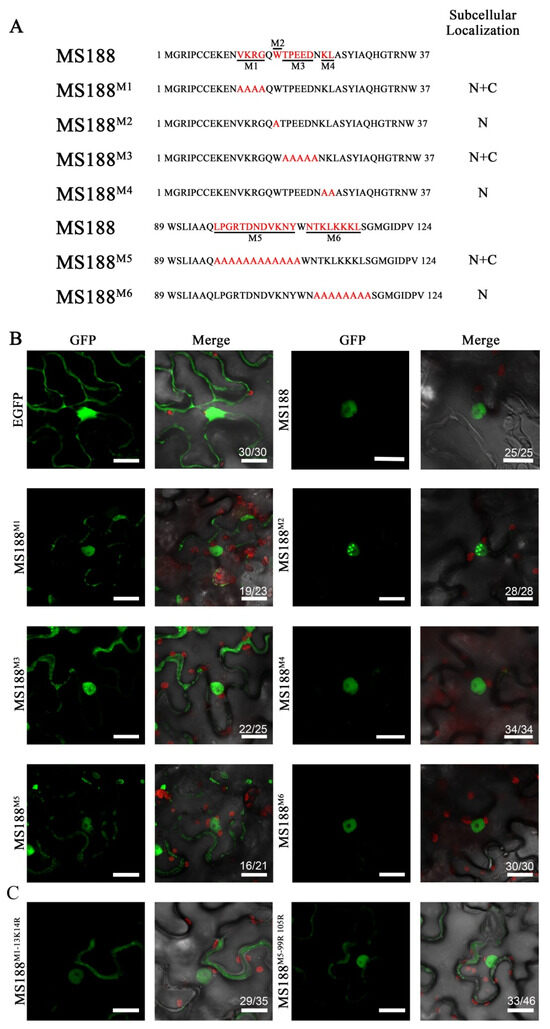 Identification of Nuclear Localization Sequence (NLS) Sites in R2R3-MYB ...