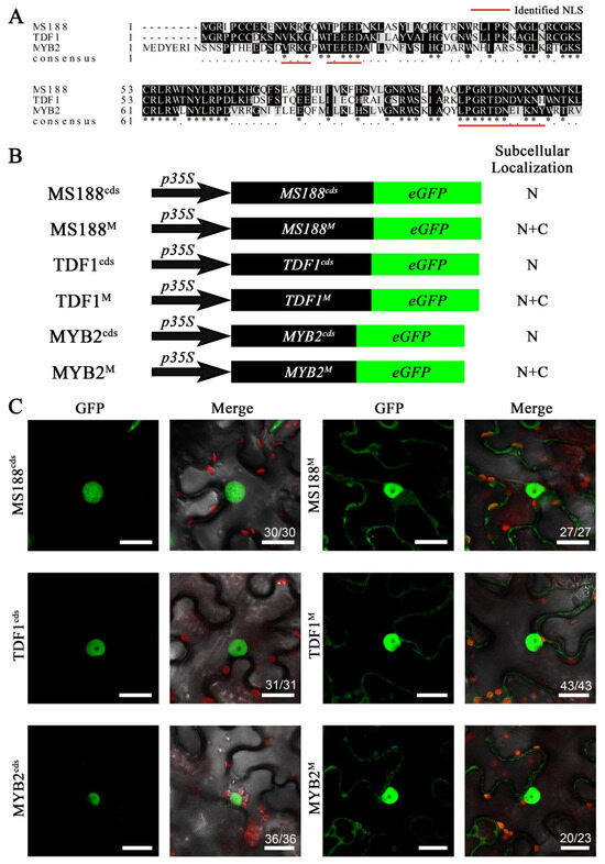 Identification of Nuclear Localization Sequence (NLS) Sites in R2R3-MYB ...