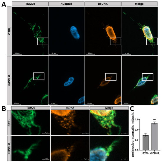 Knockdown of POLG Mimics the Neuronal Pathology of Polymerase-γ ...