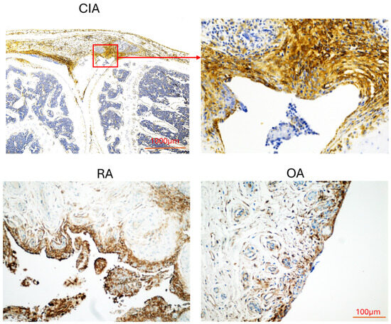 Endothelial Protein C Receptor: A Multifunctional Mediator in the ...
