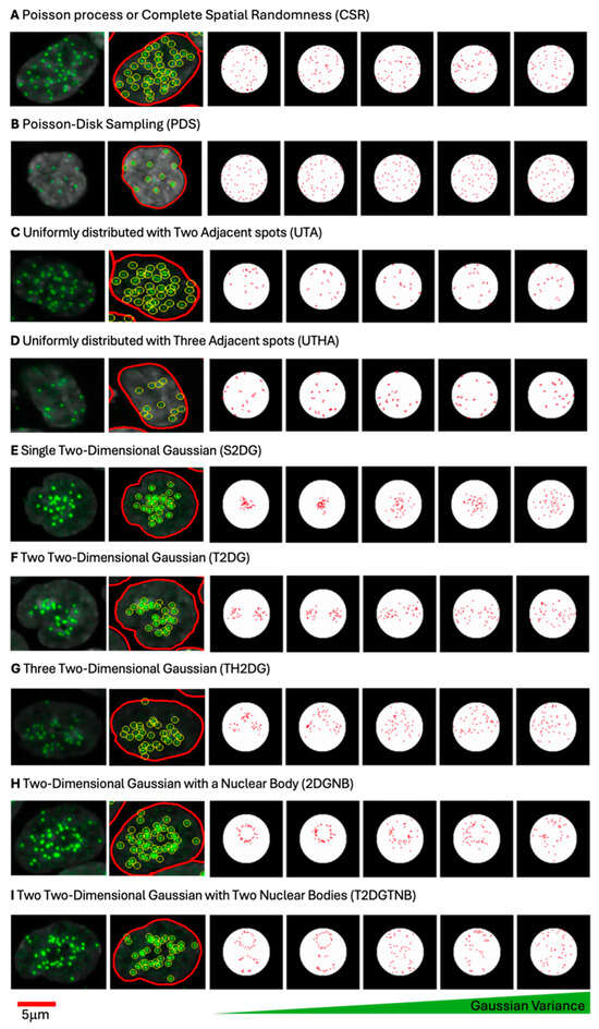Simulation and Quantitative Analysis of Spatial Centromere Distribution ...