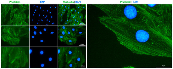 Genetic and Molecular Characterization of H9c2 Rat Myoblast Cell Line