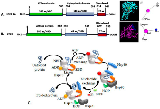 Hsp70: A Multifunctional Chaperone in Maintaining Proteostasis and Its ...