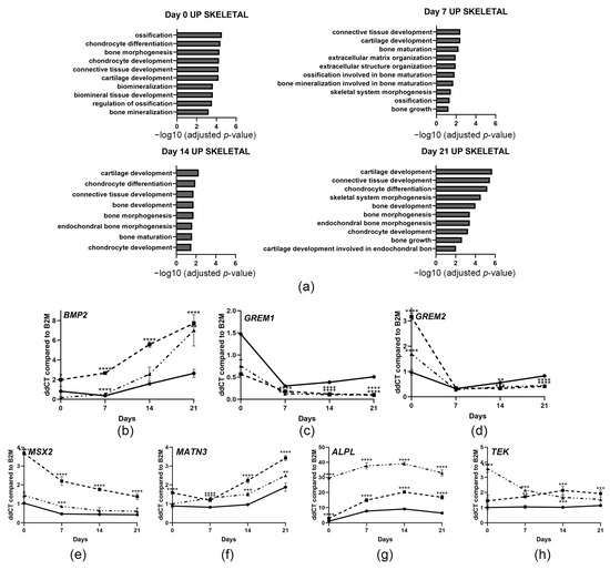 CRTAP-Null Osteoblasts Have Increased Proliferation, Protein Secretion ...