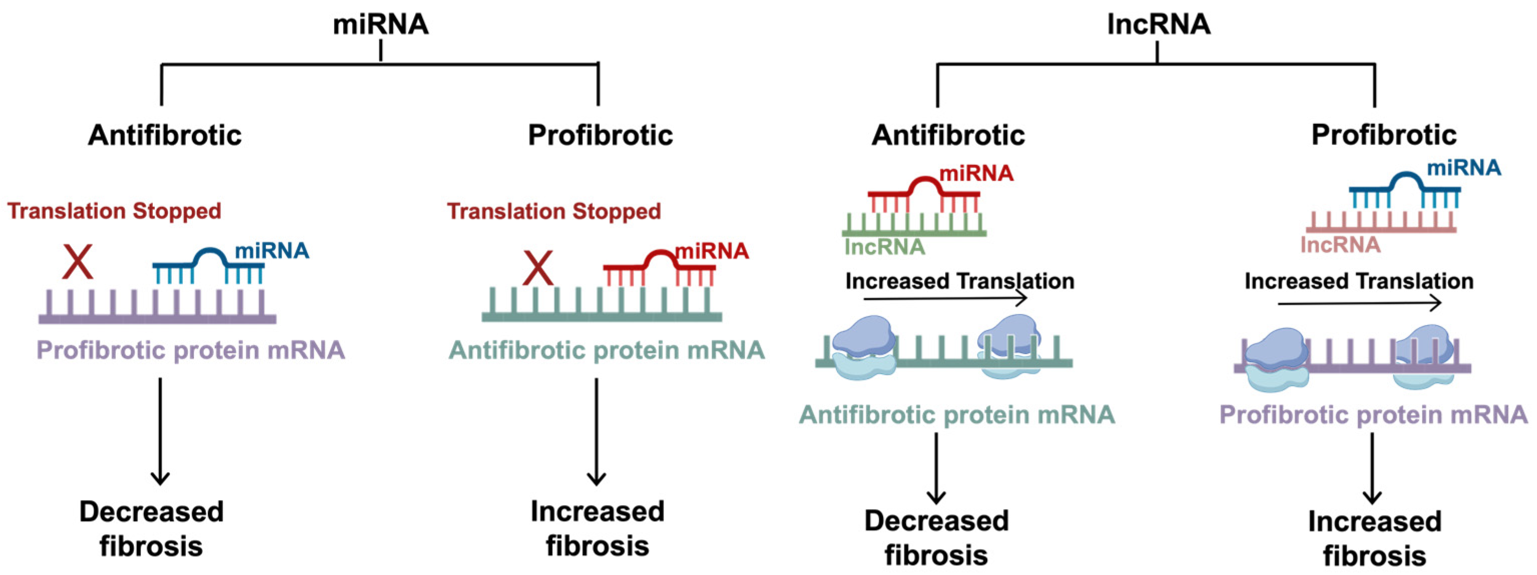 Translational Regulators in Pulmonary Fibrosis: MicroRNAs, Long Non-Coding RNAs, and Transcript ...