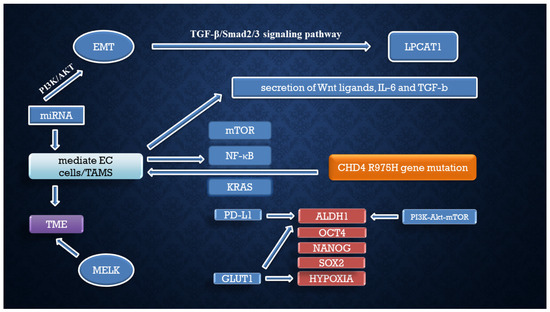 The Importance of Cancer Stem Cells and Their Pathways in Endometrial ...