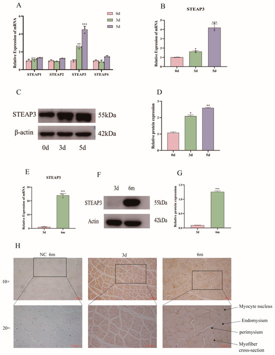 The Six-Transmembrane Epithelial Antigen of the Prostate (STEAP) 3 ...