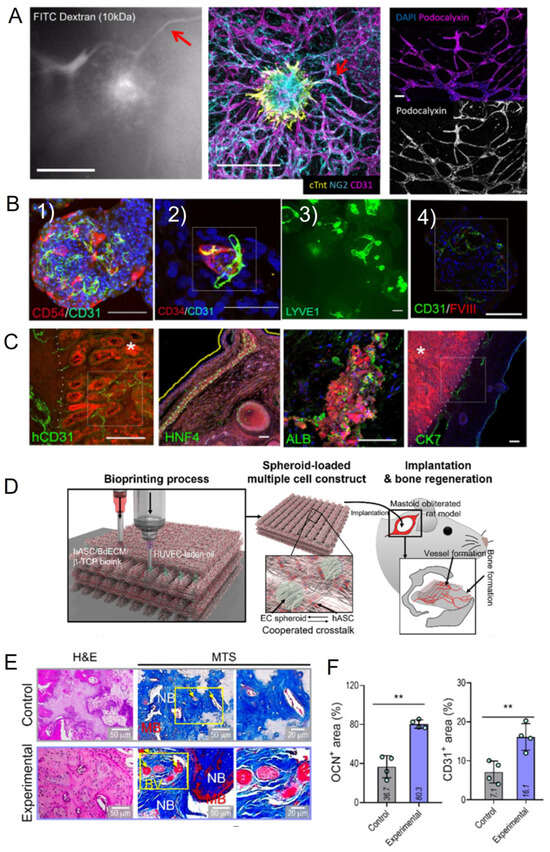 Getting Blood out of a Stone: Vascularization via Spheroids and ...