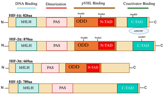 The Distinct Role of HIF-1α and HIF-2α in Hypoxia and Angiogenesis