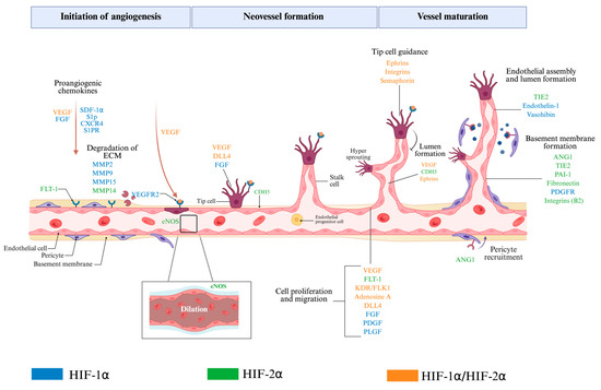 The Distinct Role of HIF-1α and HIF-2α in Hypoxia and Angiogenesis