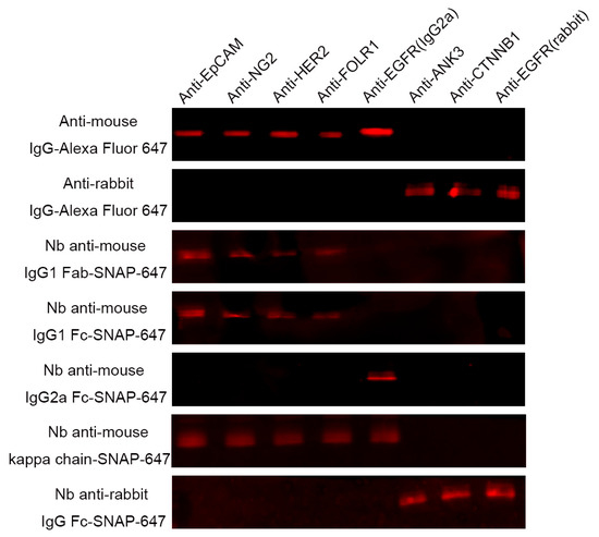 Development of SNAP-Tag Based Nanobodies as Secondary Antibody Mimics ...
