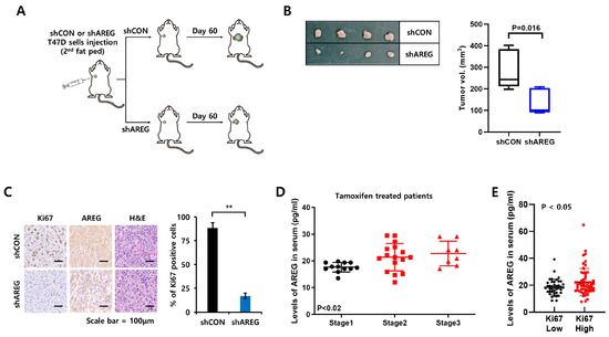 17β-Estradiol Promotes Tumorigenicity Through an Autocrine AREG/EGFR ...