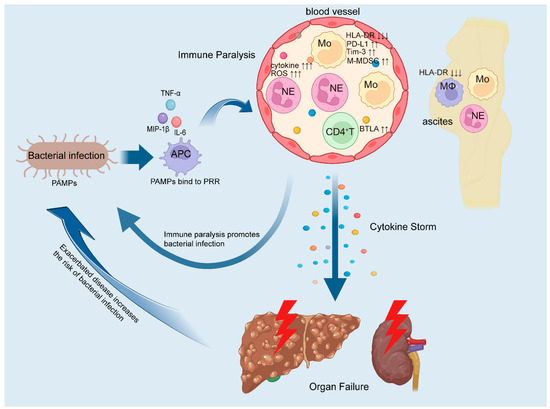 Immunological Mechanisms and Effects of Bacterial Infections in Acute ...