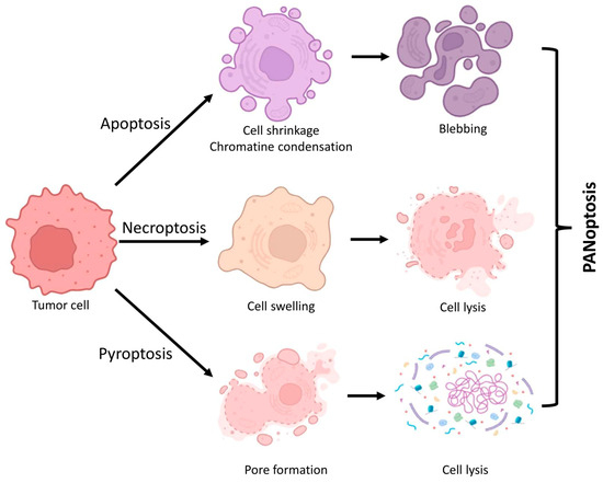 PANoptosis as a Two-Edged Sword in Colorectal Cancer: A Pathogenic Mechanism and Therapeutic ...