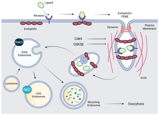 Revisiting Pathogen Exploitation of Clathrin-Independent Endocytosis ...
