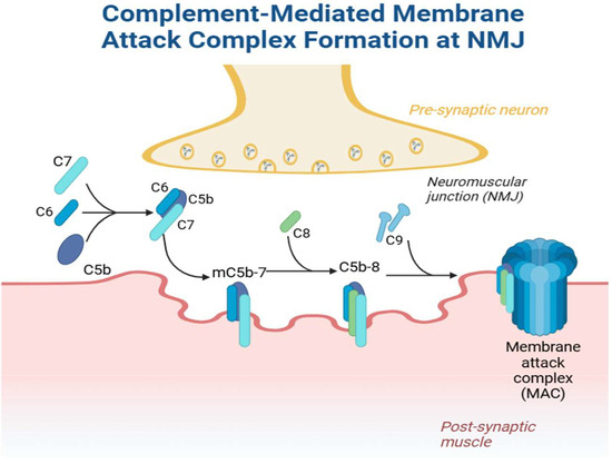 The Role of Complement in the Pathogenesis and Treatment of Myasthenia ...