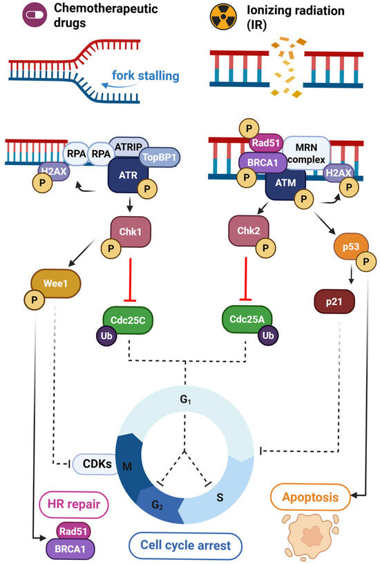Cancer Vulnerabilities Through Targeting the ATR/Chk1 and ATM/Chk2 Axes ...