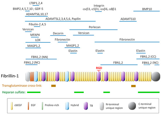 The Diversity of Fibrillin Functions: Lessons from the Periodontal Ligament