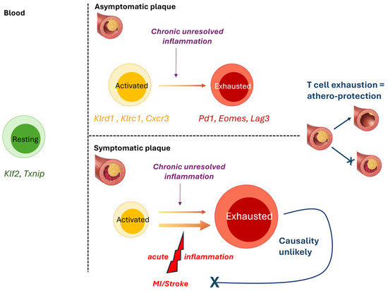 Understanding Atherosclerotic Plaque Cellular Composition: Recent ...