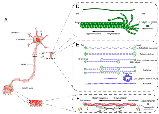 FGF-Mediated Axon Guidance: Role of Downstream Signaling Pathways in ...