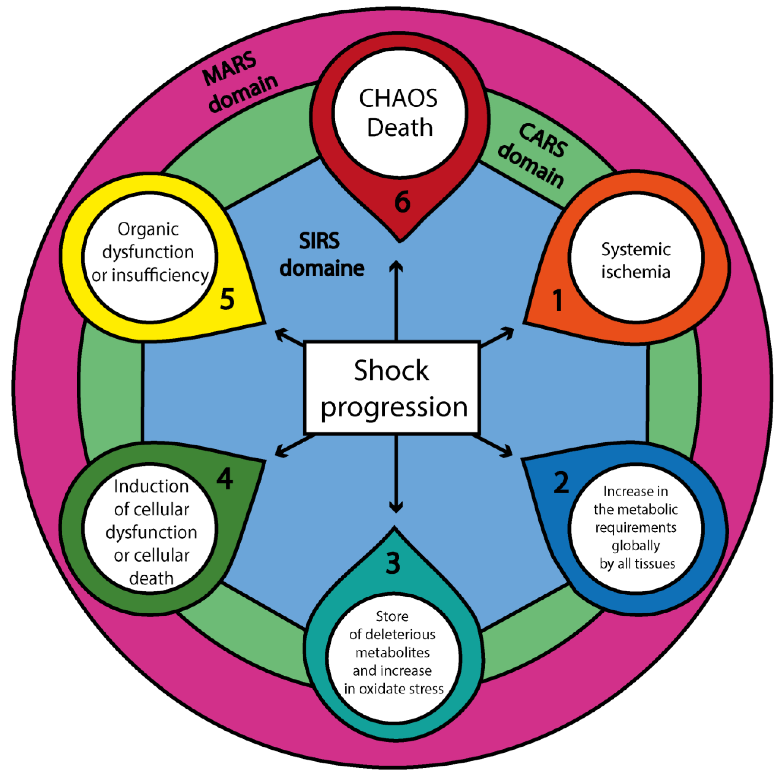 Role of Ischemia/Reperfusion and Oxidative Stress in Shock State