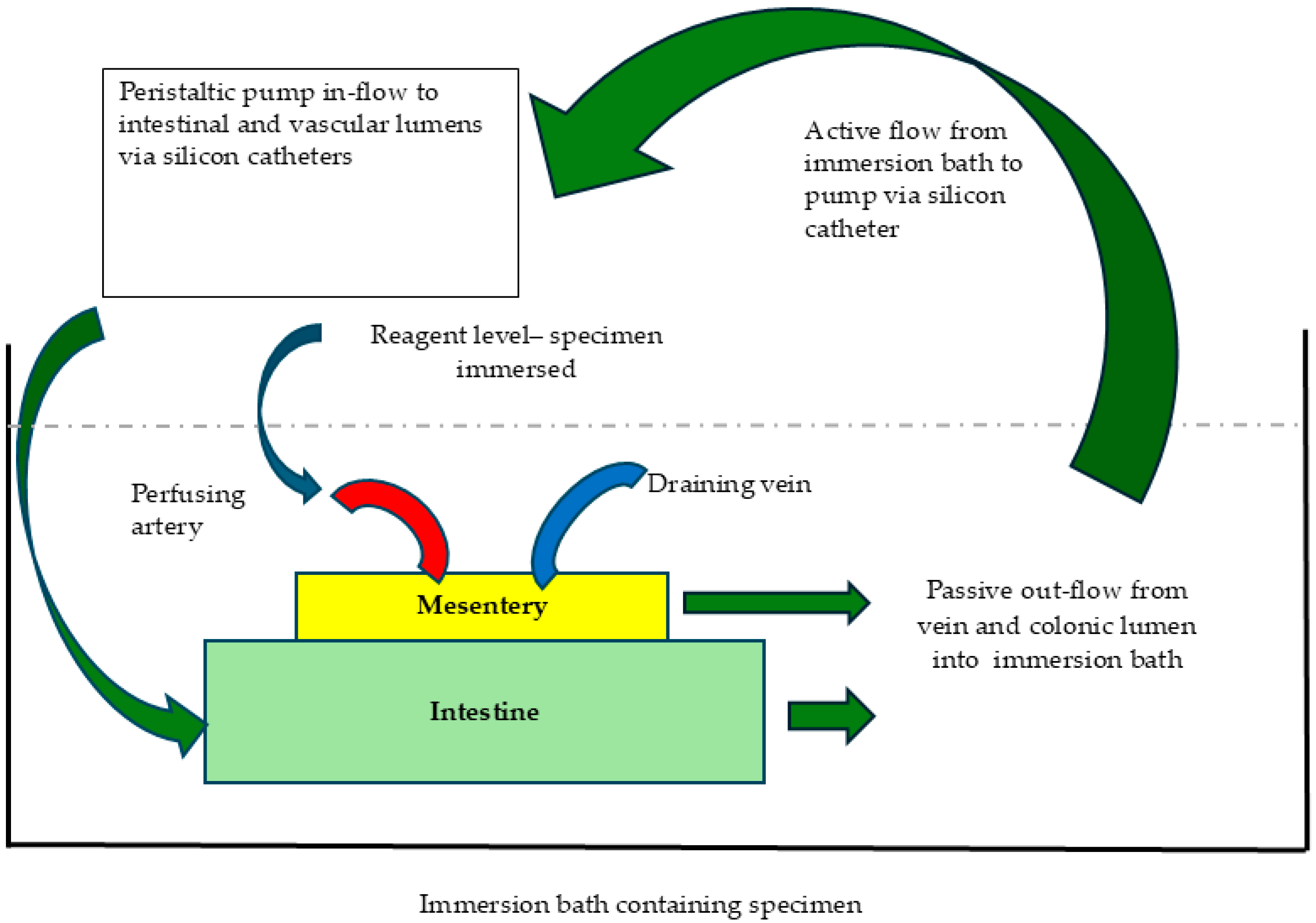 The Development and Characterisation of A Porcine Large Intestinal ...