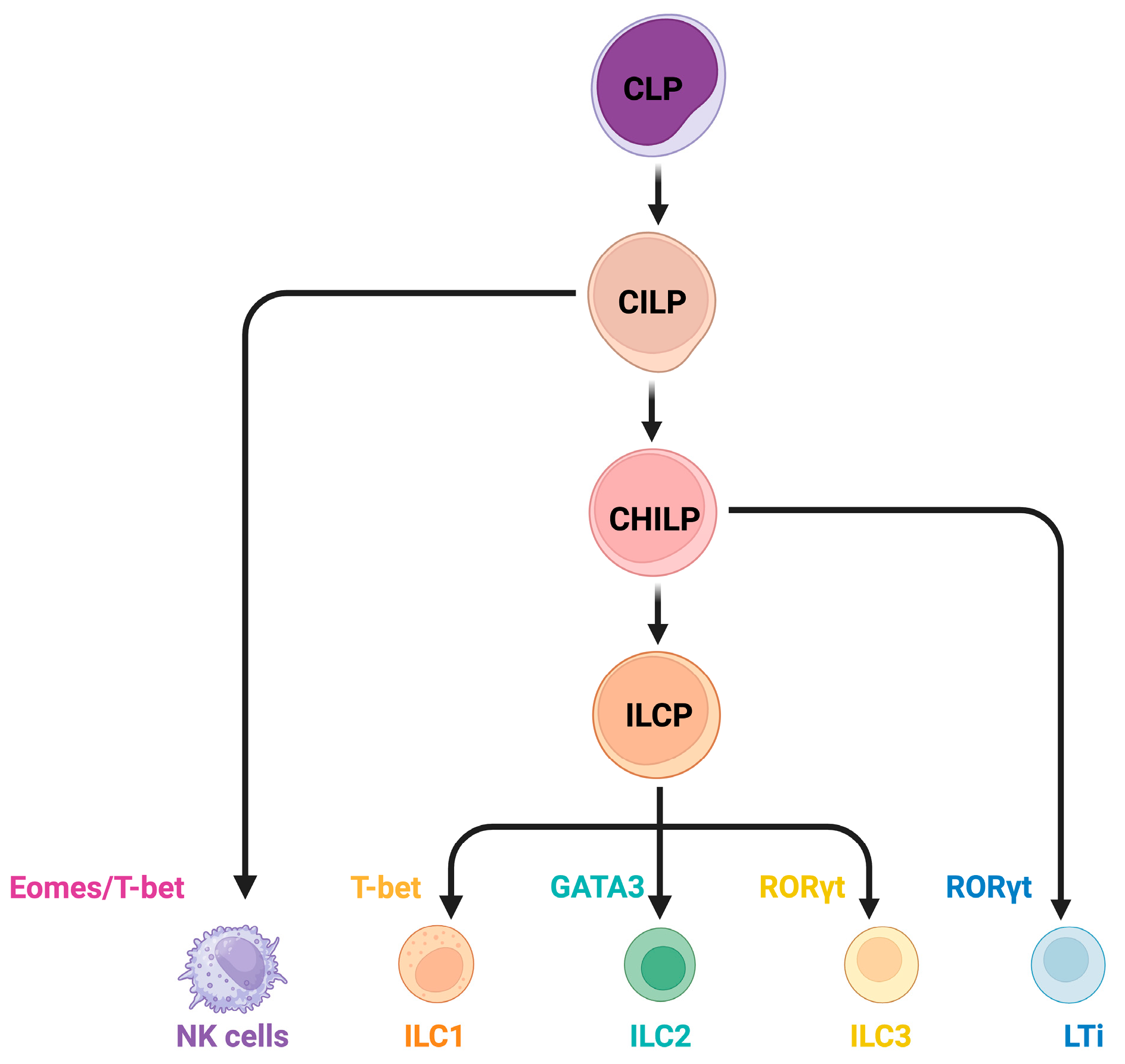 Innate Lymphoid Cells in Inflammatory Bowel Disease
