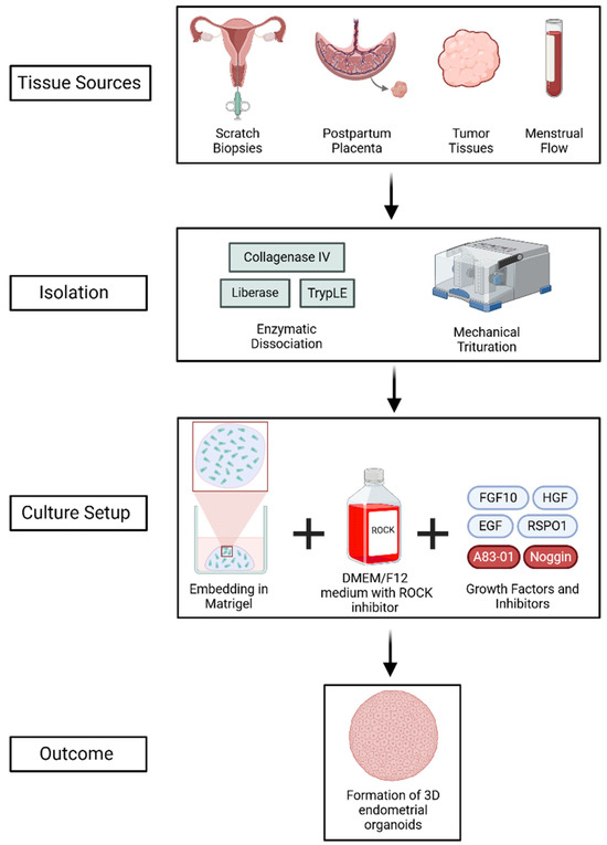 Endometrial Organoids and Their Role in Modeling Human Infertility