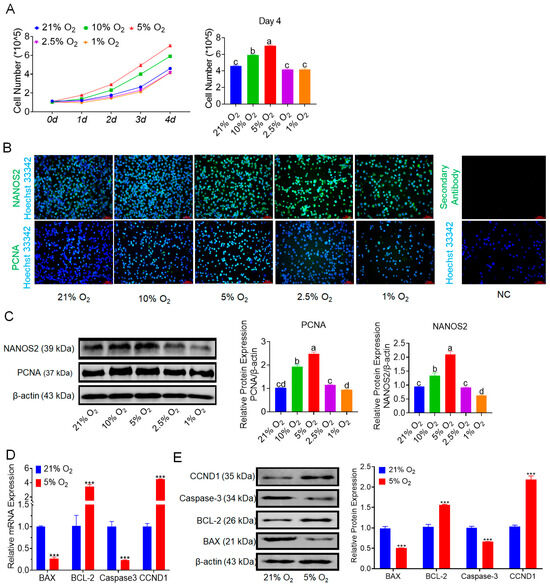 Hypoxia Promotes the In Vitro Proliferation of Buffalo Spermatogonial ...