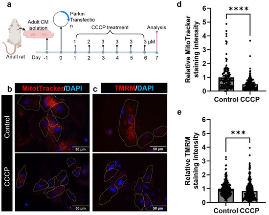 Induced Mitophagy Promotes Cell Cycle Re-Entry in Adult Cardiomyocytes
