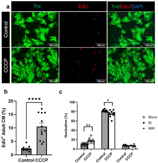 Induced Mitophagy Promotes Cell Cycle Re-Entry in Adult Cardiomyocytes