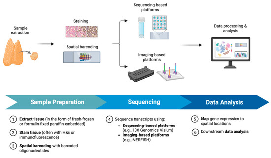 Spatial Transcriptomics in Thyroid Cancer: Applications, Limitations, and Future Perspectives